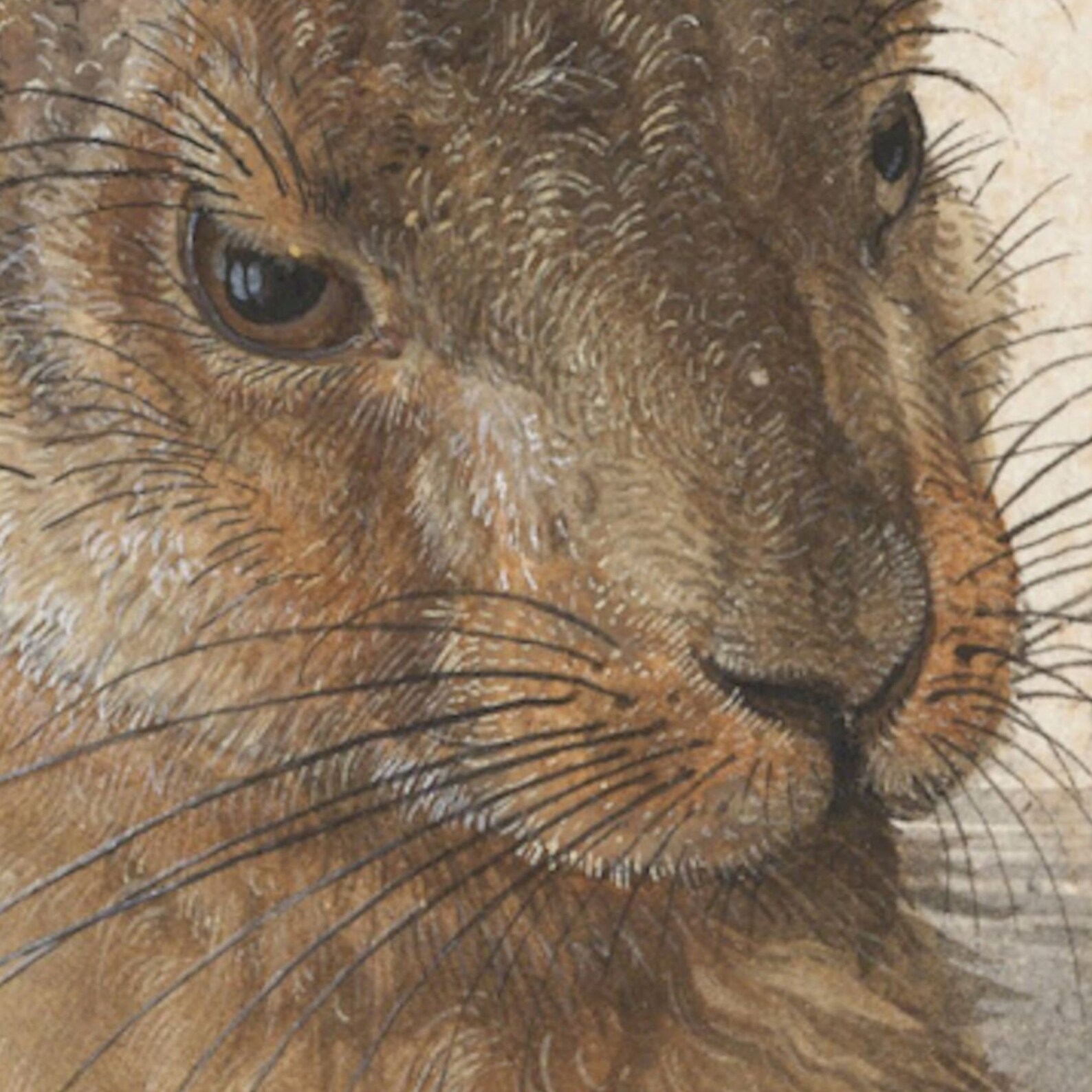 Albrecht Durer Young Rabbit Watercolor 1502 Antique Vintage Home Decor ...