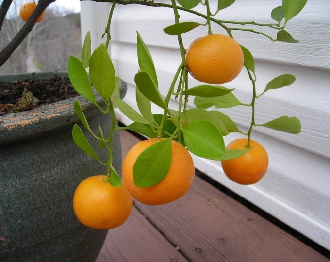 Grow an Indoor Citrus Tree Kit Mini Orange Tree Seeds - Etsy