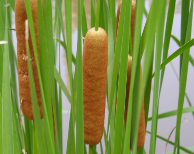 Mini Cattail Plant Seeds Grow a Pond Garden for a Wildlife Sanctuary - Etsy