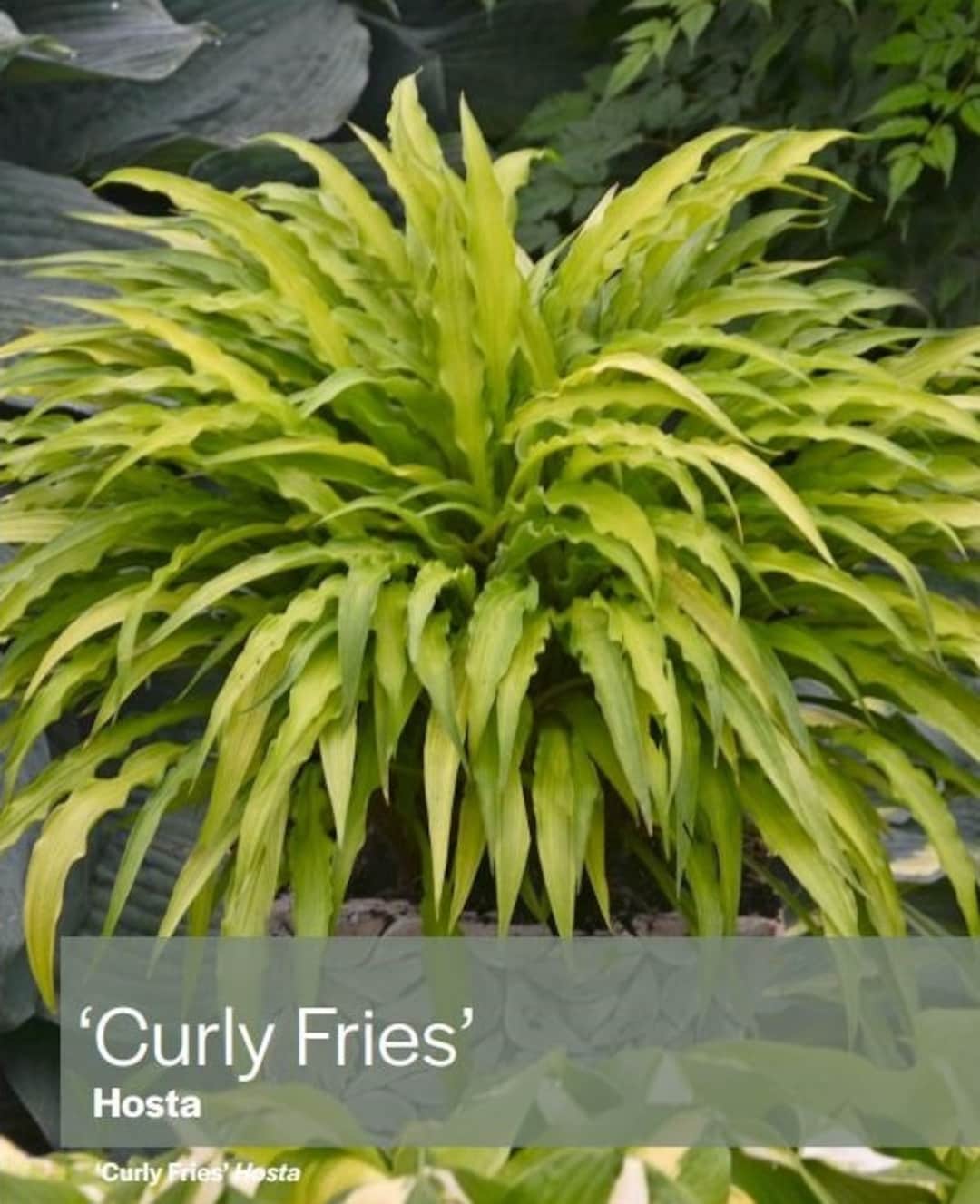 Hosta 'curly Fries' - Etsy