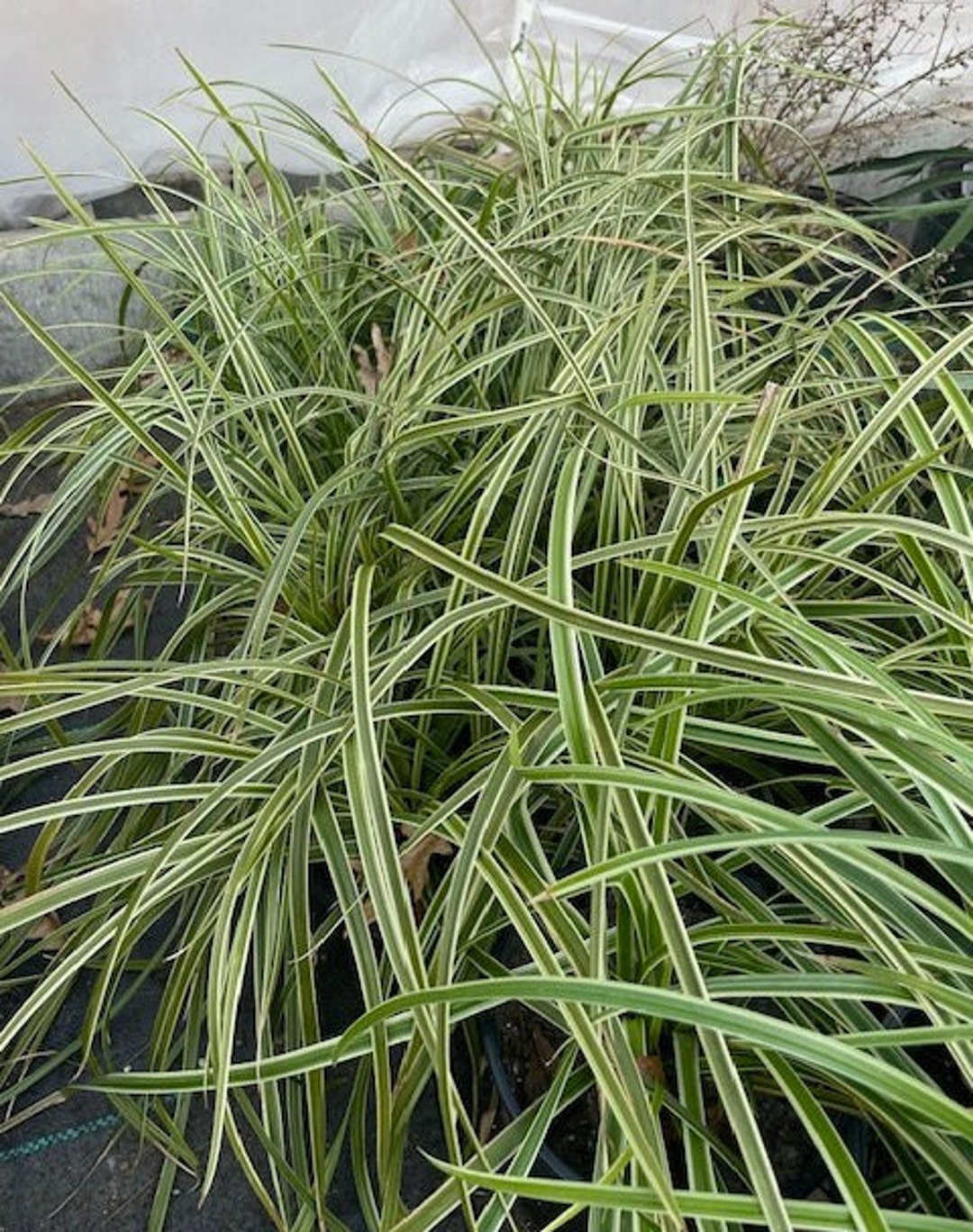 Evercolor Everest Carex (sedge Grass) Live Perennial With White Striped ...