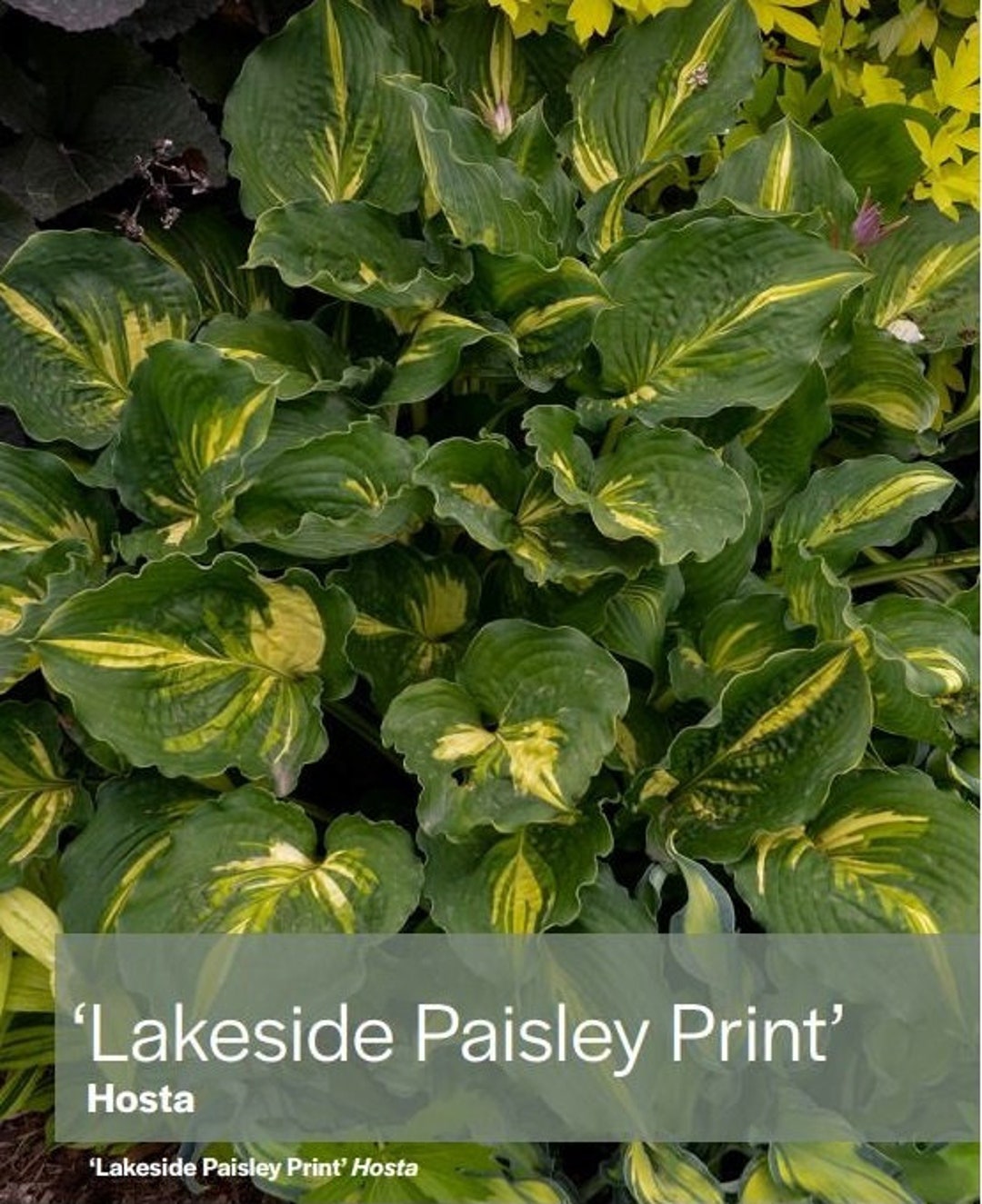 Hosta 'lakeside Paisley Print' - Etsy
