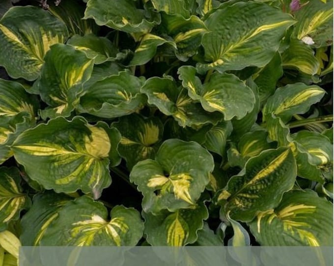 Hosta PARADIGM Large Thick Slug Resistant Beautiful Colorful Hosta of ...