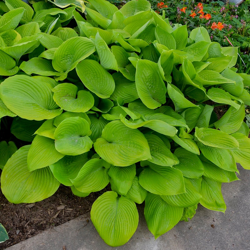 Hosta - Etsy