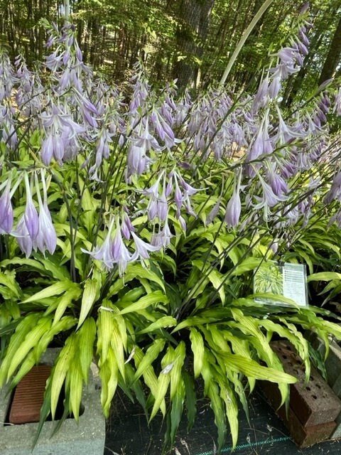 Hosta 'curly Fries' - Etsy
