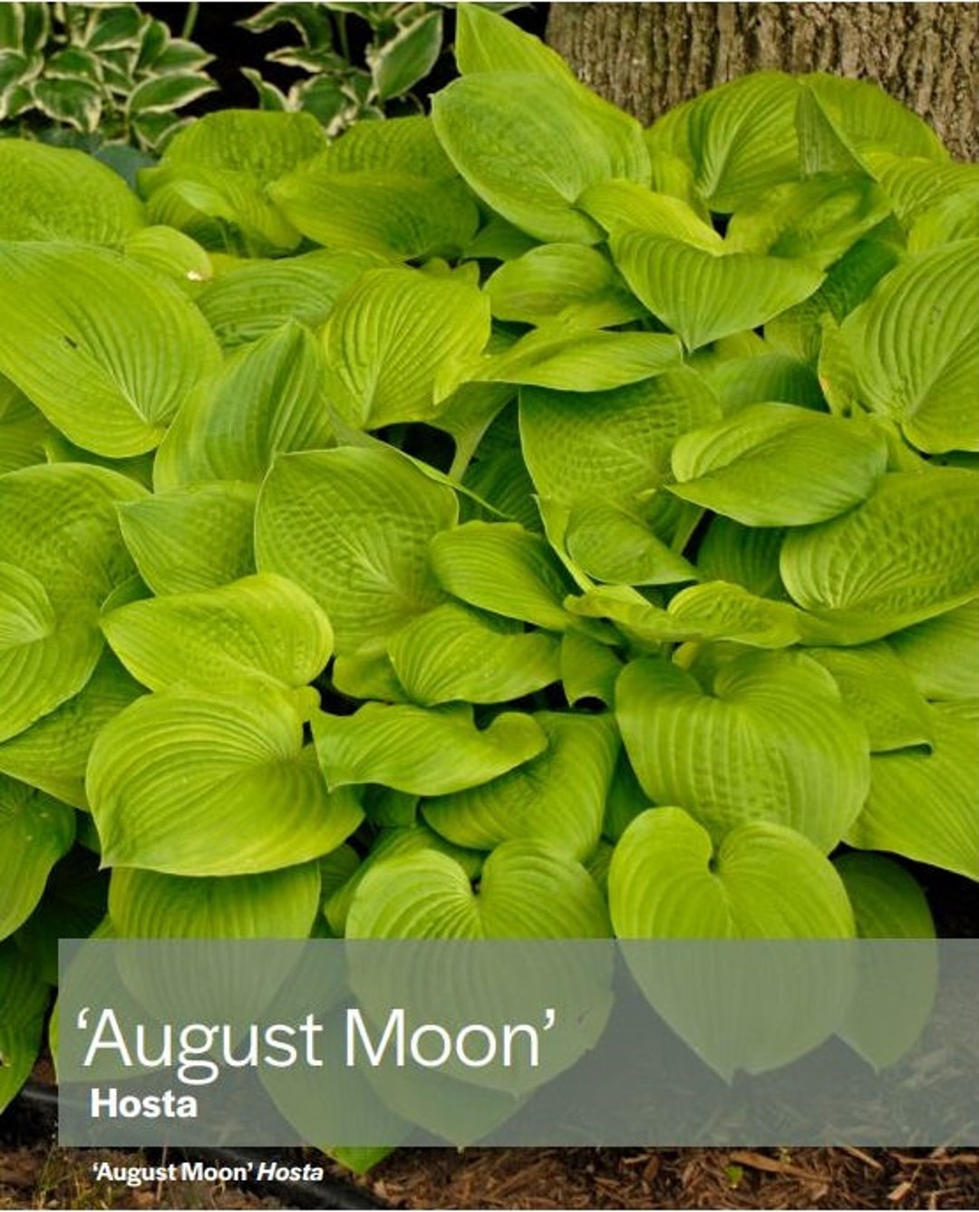 Hosta 'august Moon' - Etsy