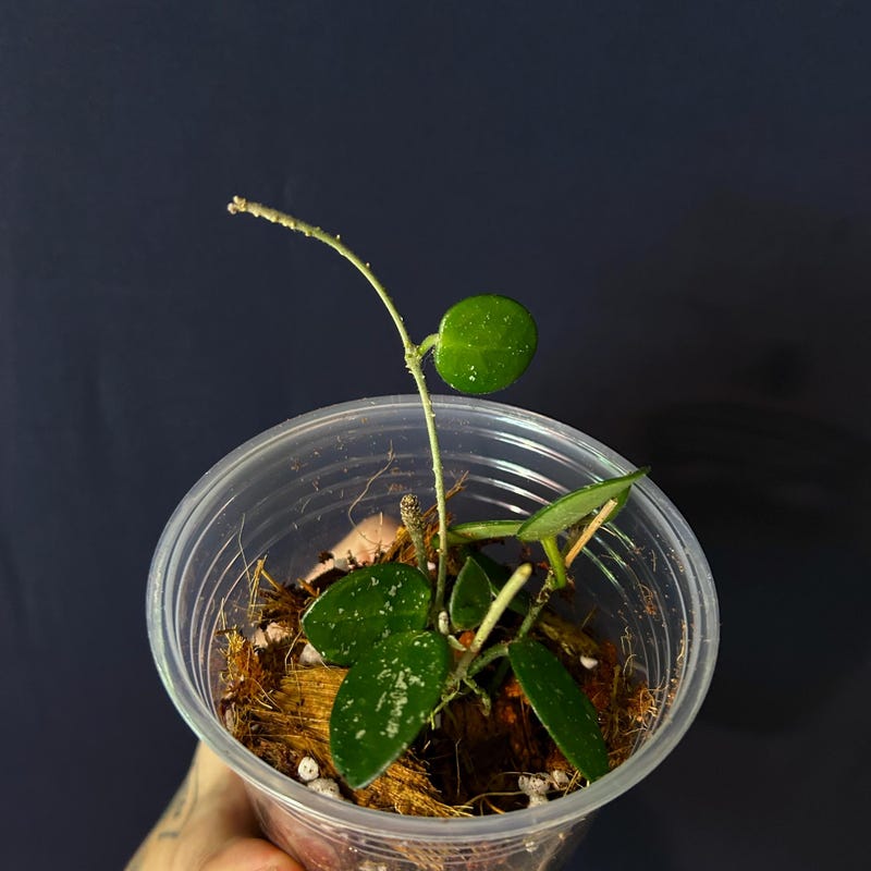 Hoya Mathilde - Etsy