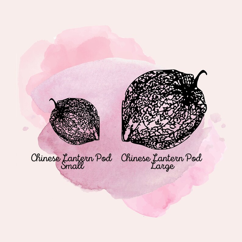 Chinese Lantern Pod Rubber Stamp: Botanical Scrapbooking Craft - Etsy