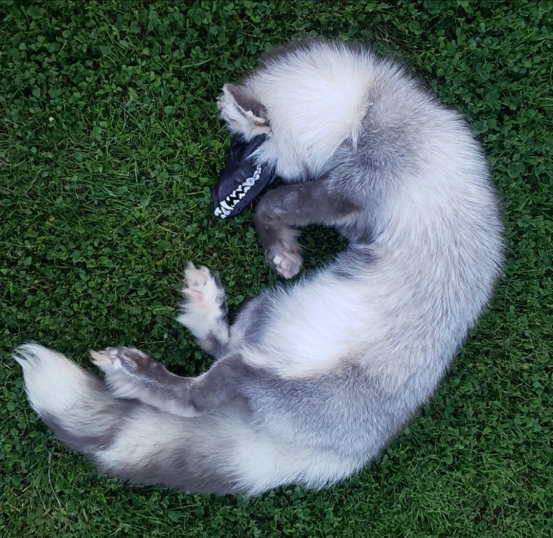 Taxidermy Soft Mount Fox Skull Face Fox - Etsy