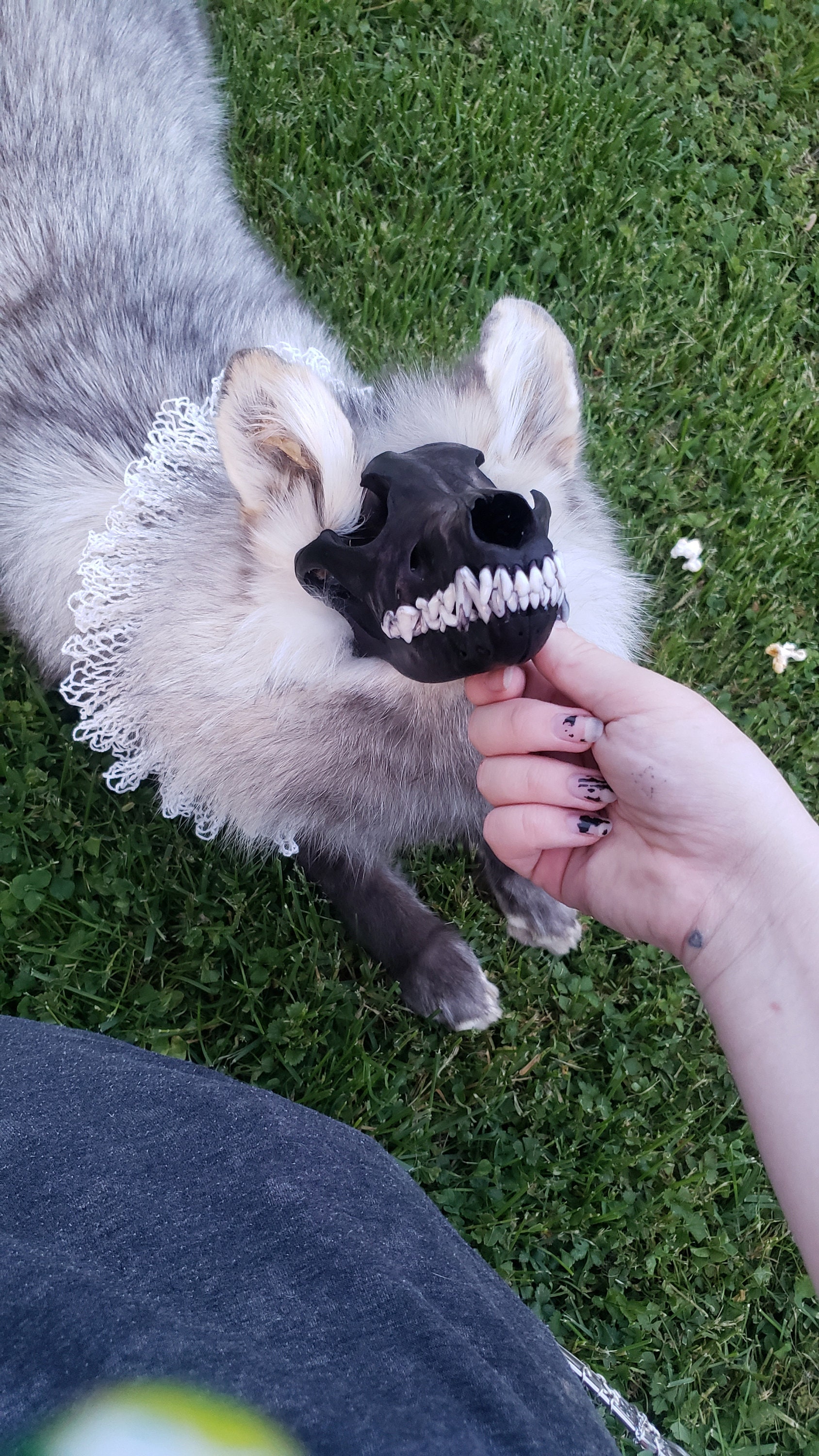 Taxidermy Soft Mount Fox Skull Face Fox - Etsy