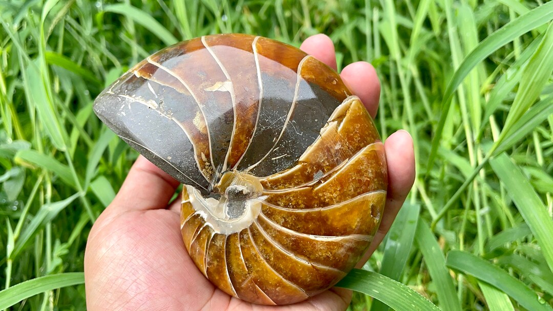 4.3"natural Ammonite Fossil,conch Fossil,fossil Specimen,specimen ...