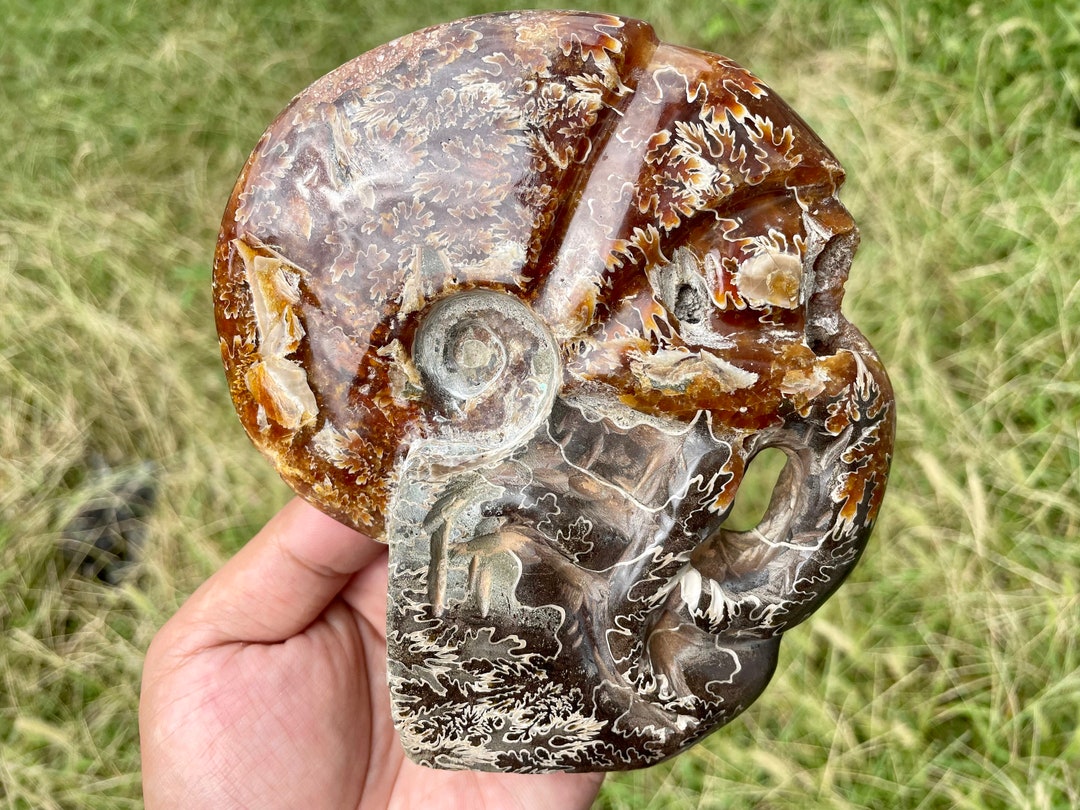 5.12" Natural Ammonite Fossil,hand Carved Conch Fossil Skull,fossil ...