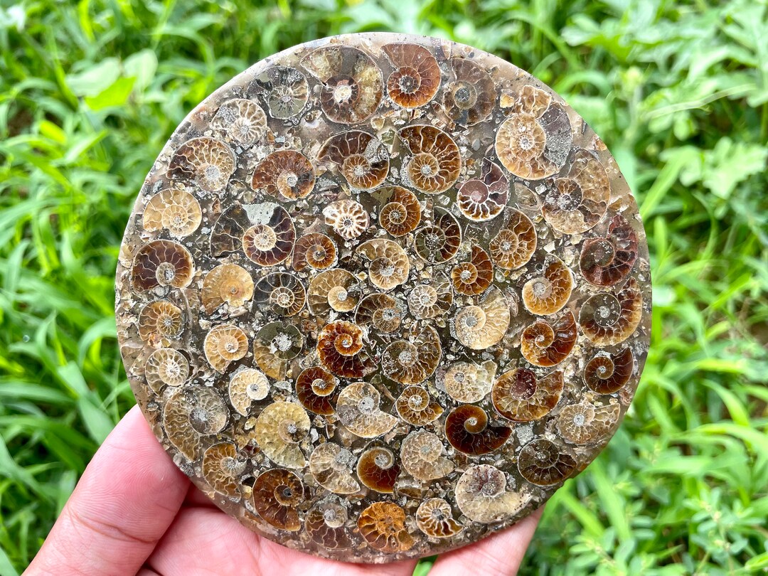 4" Natural Ammonite Fossil Disk: Crystal Healing Home Decor - Etsy