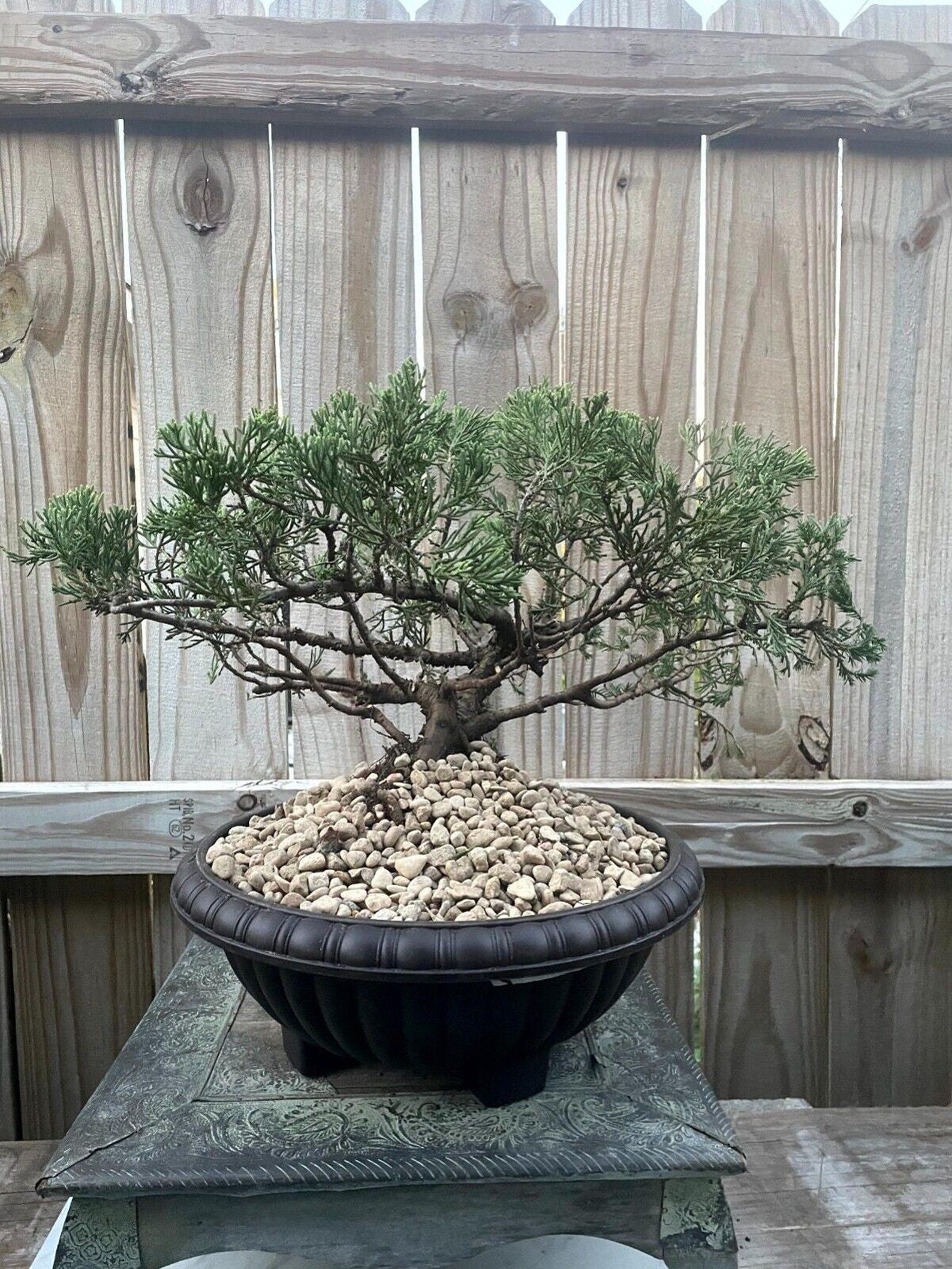 DEAL! Juniperus Chinensis - Parsonii Juniper Pre-bonsai, 20 Year, GREAT ...