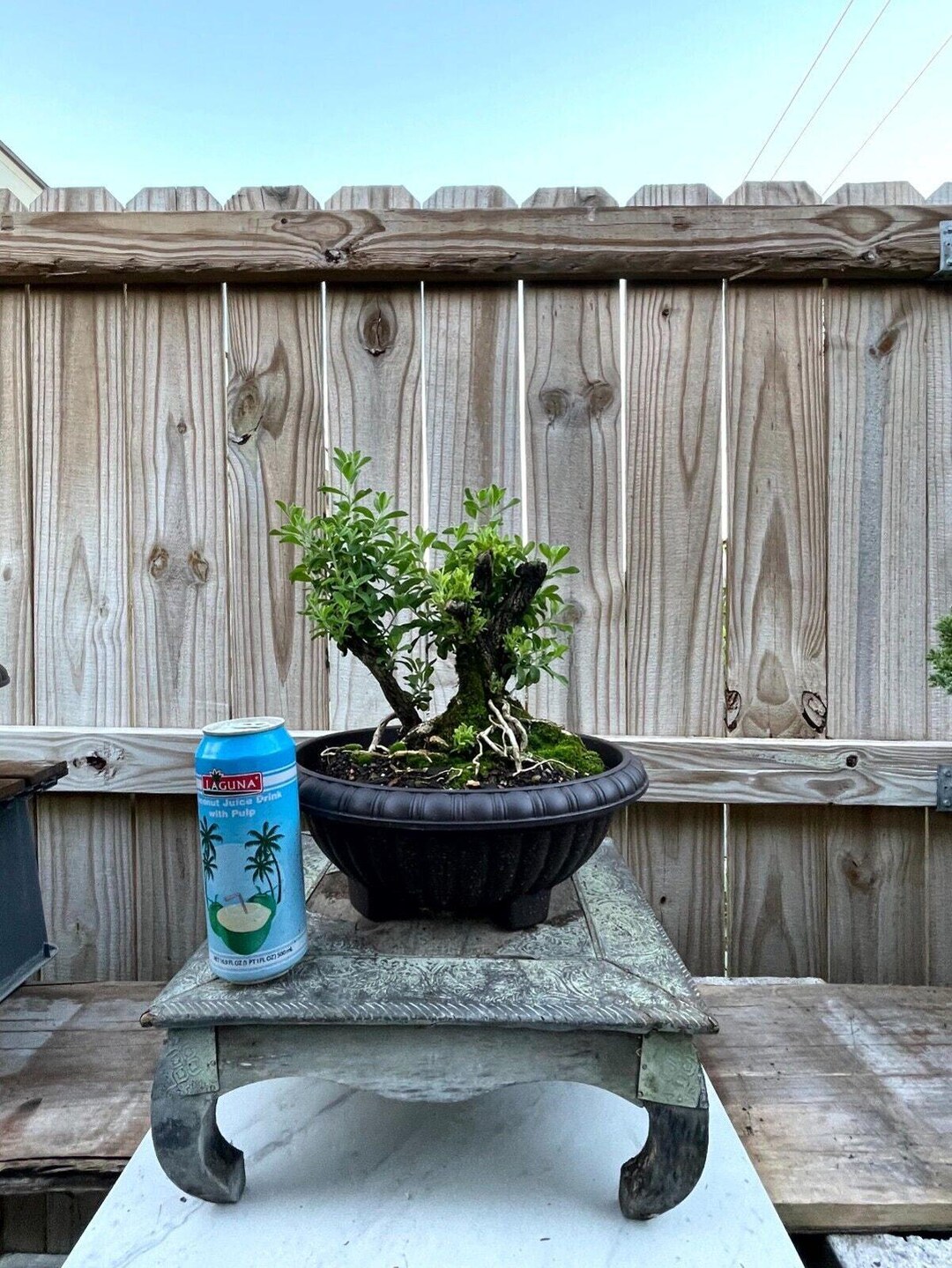 AWESOME! Fantastic Texas Sage Pre-bonsai, 20 Years, GREAT TRUNK - Etsy