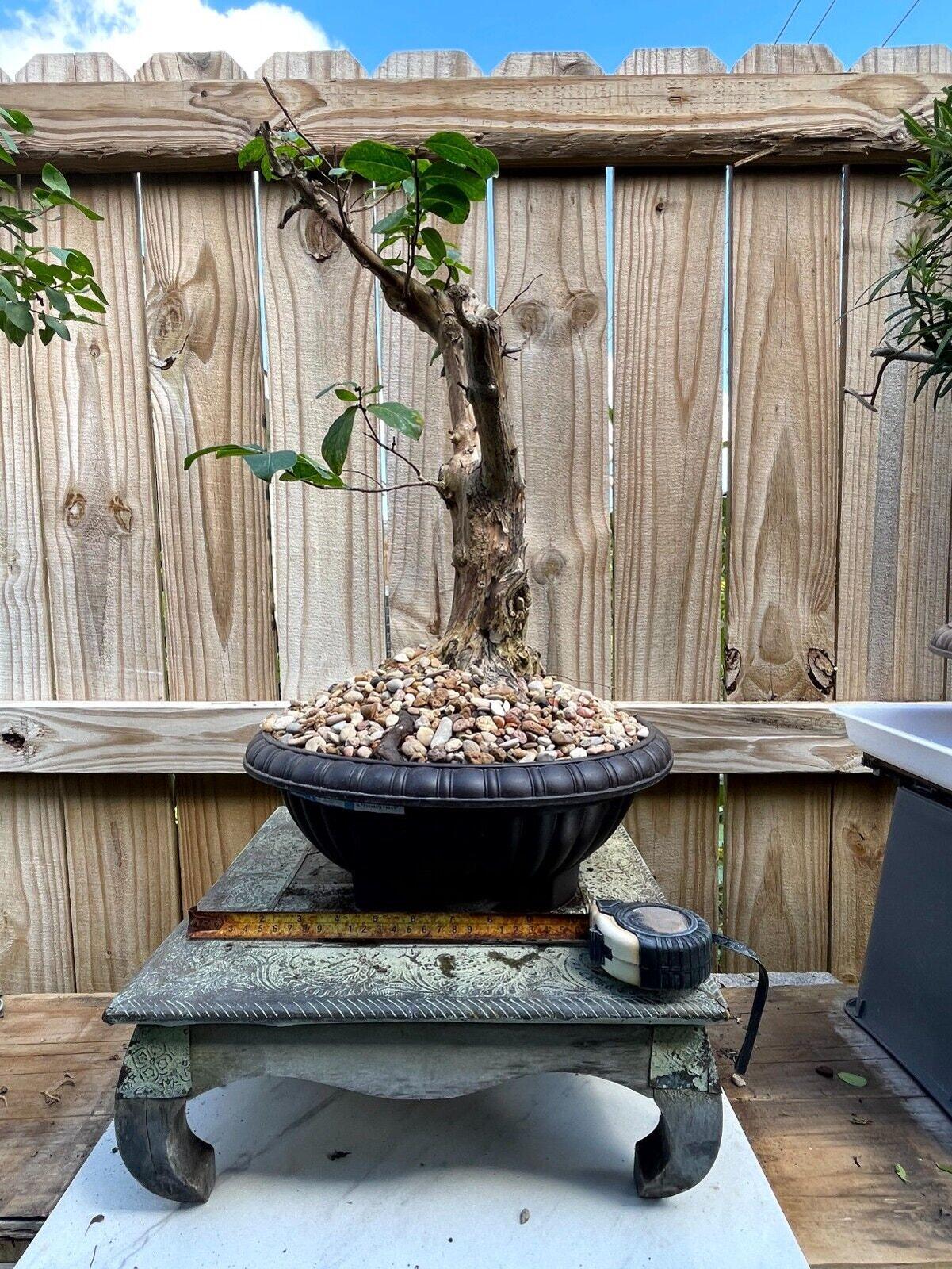 AWESOME! Mighty Crepe Myrtle Pre-bonsai, GREAT TRUNK - Etsy