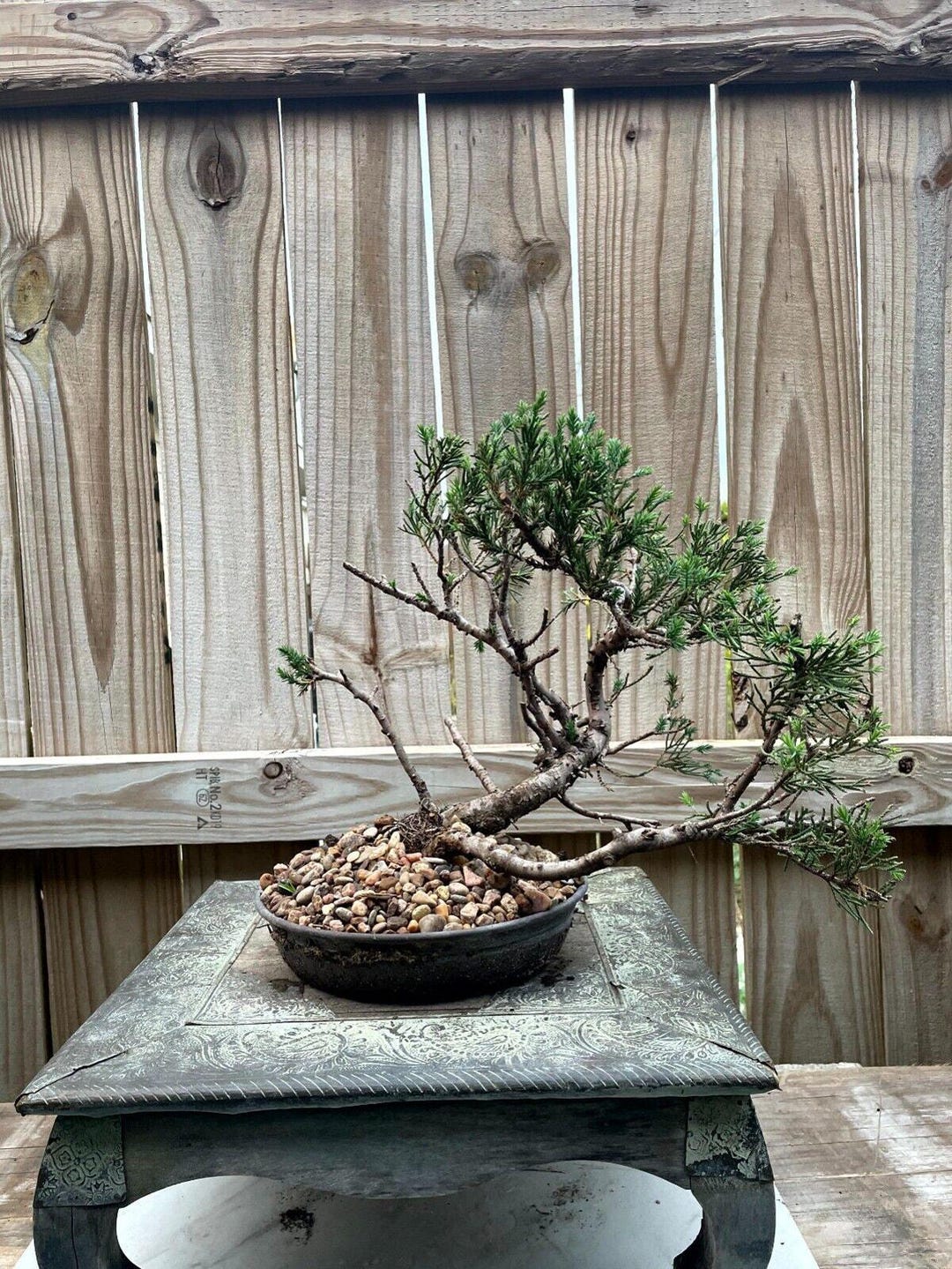 AWESOME! Juniperus Chinensis - Parsonii Juniper Pre-bonsai, 15 Years ...