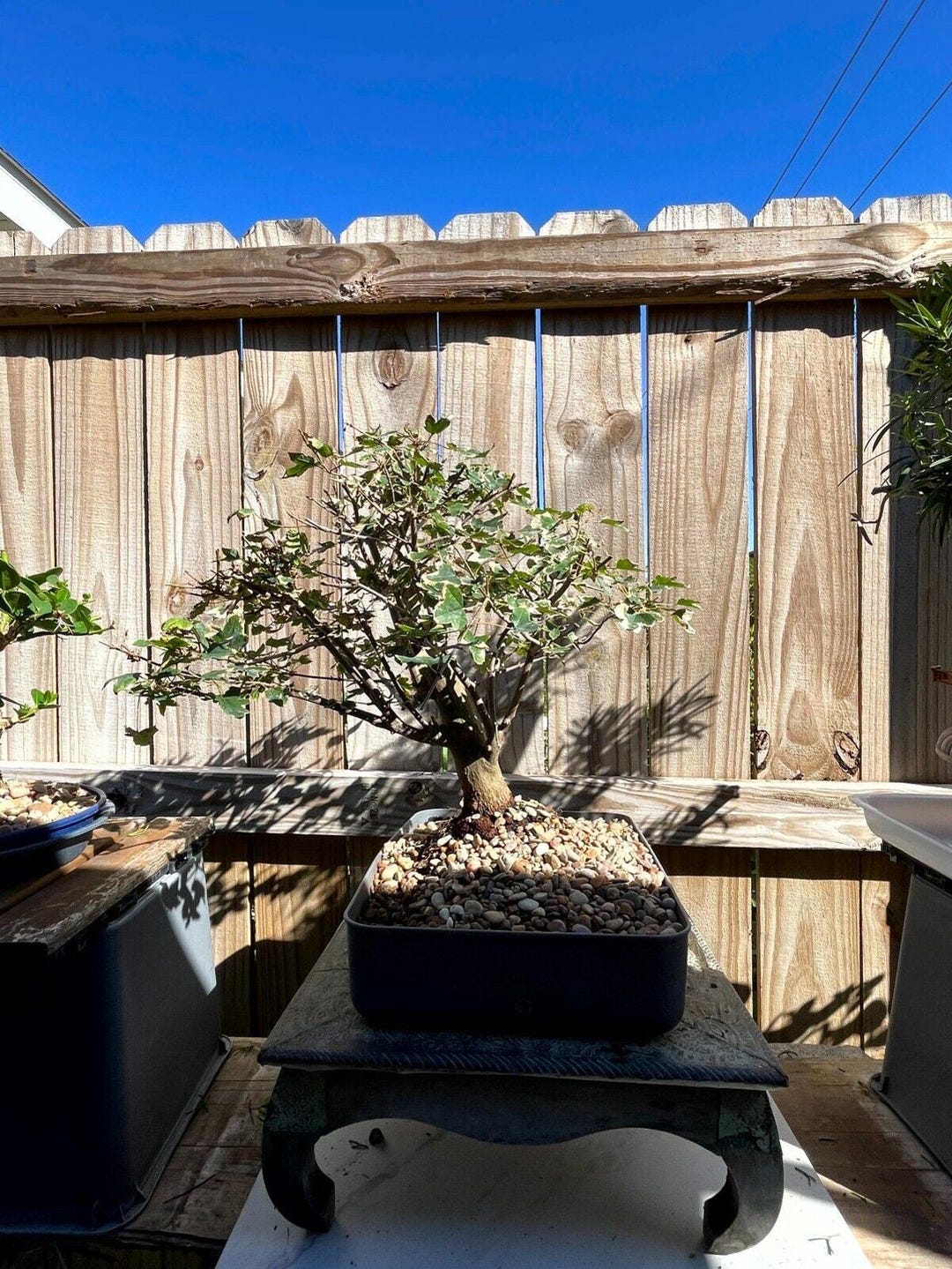 PREMIUM!! Mighty Japanese TRIDENT MAPLE Pre-bonsai, Great Trunk, 30 ...