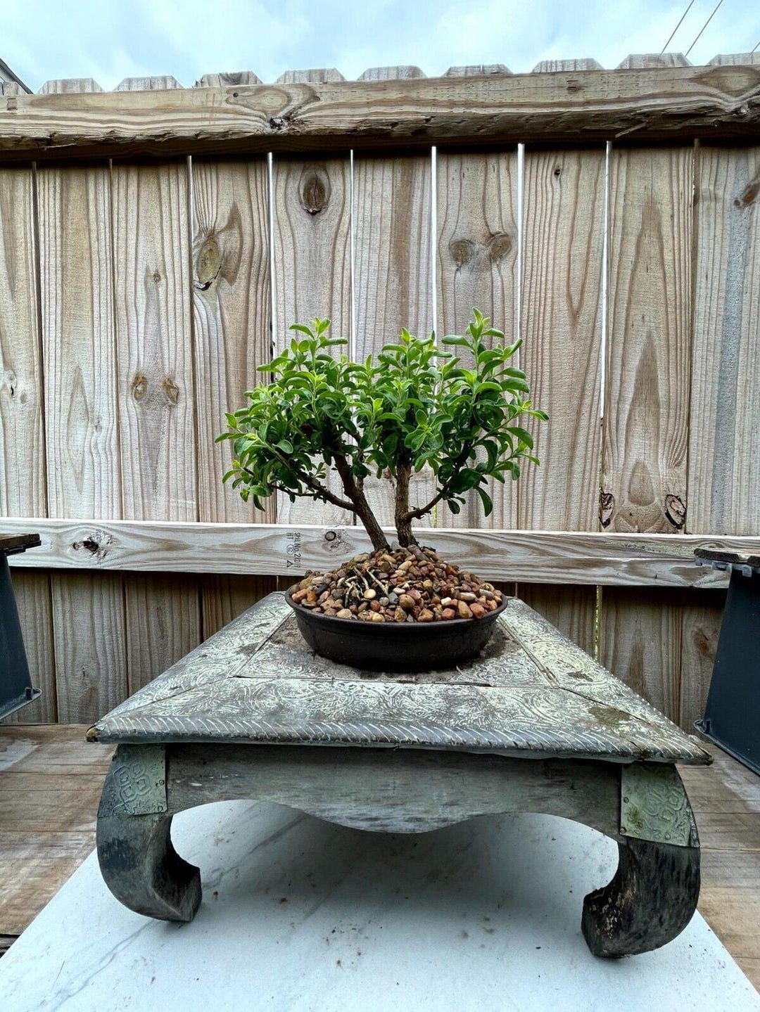AWESOME! Fantastic Texas Sage Pre-bonsai, 15 Years, Huge Trunk - Etsy