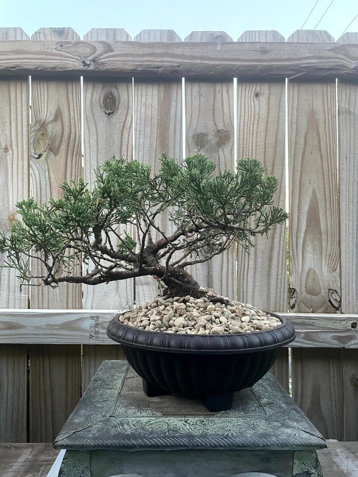 DEAL! Juniperus Chinensis - Parsonii Juniper Pre-bonsai, 20 Year, GREAT ...