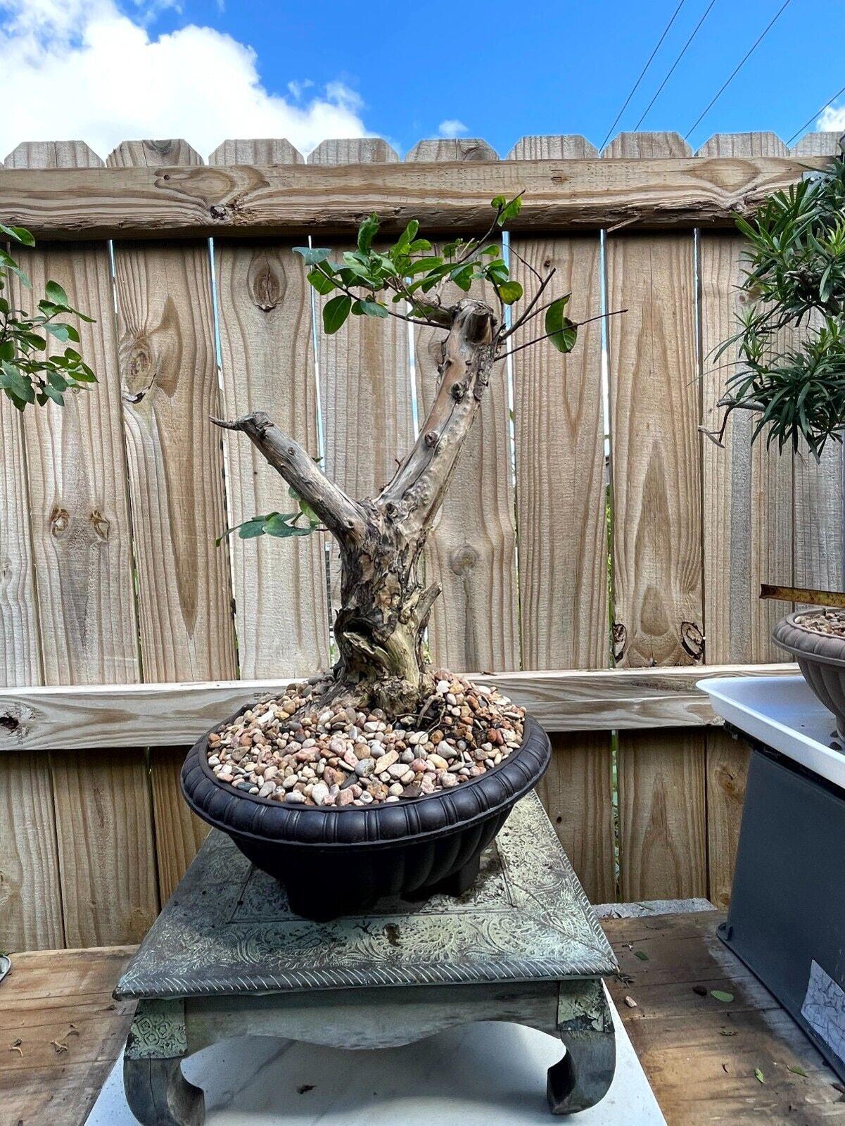 AWESOME! Mighty Crepe Myrtle Pre-bonsai, GREAT TRUNK - Etsy