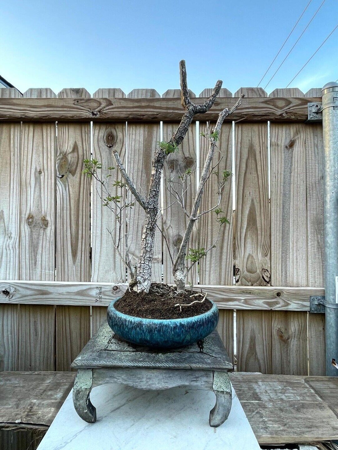 AWESOME!! Mighty CHASTE VITEX Pre-bonsai, Great Trunk, 30 Years - Etsy