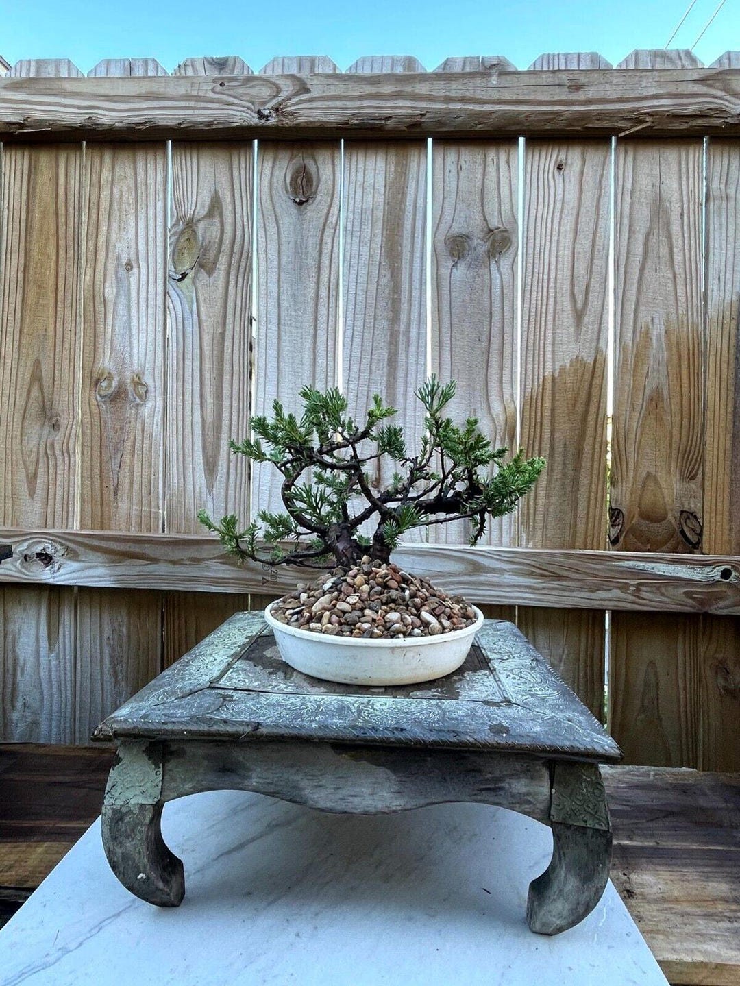 AWESOME! Juniperus Chinensis - Parsonii Juniper Pre-bonsai, 15 Years ...