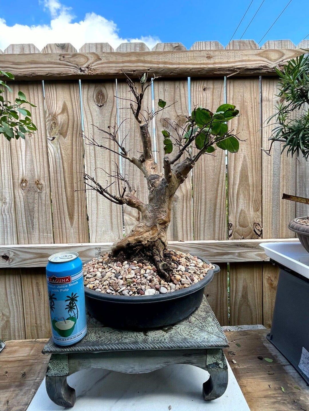 AWESOME! Mighty Crepe Myrtle Pre-bonsai, GREAT TRUNK - Etsy