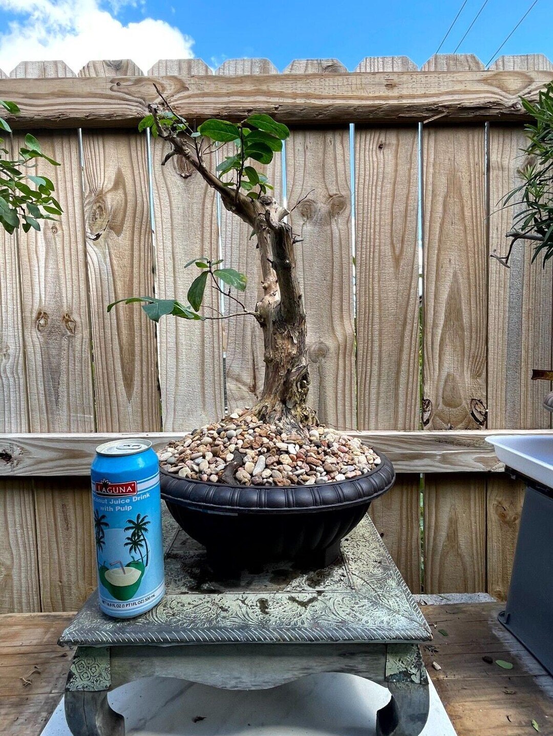AWESOME! Mighty Crepe Myrtle Pre-bonsai, GREAT TRUNK - Etsy