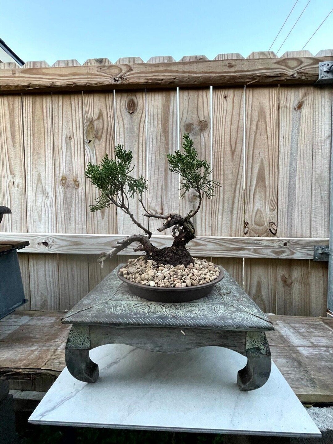 AWESOME! Juniperus Chinensis - Parsonii Juniper Pre-bonsai, 15 Years ...