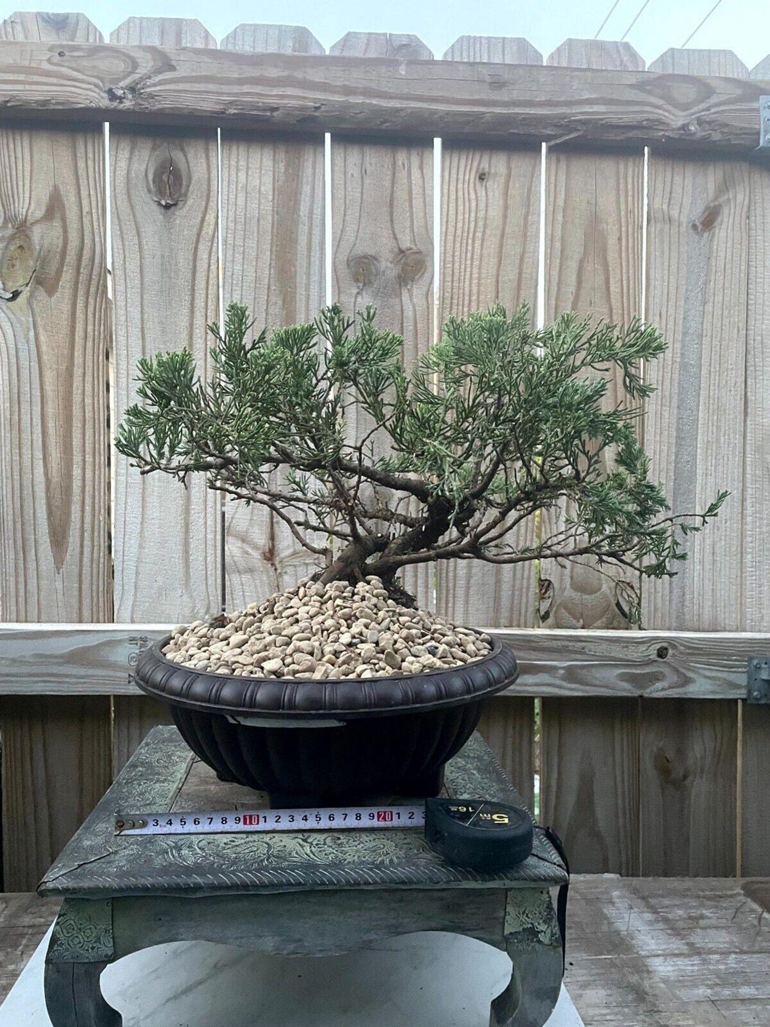 DEAL! Juniperus Chinensis - Parsonii Juniper Pre-bonsai, 20 Year, GREAT ...