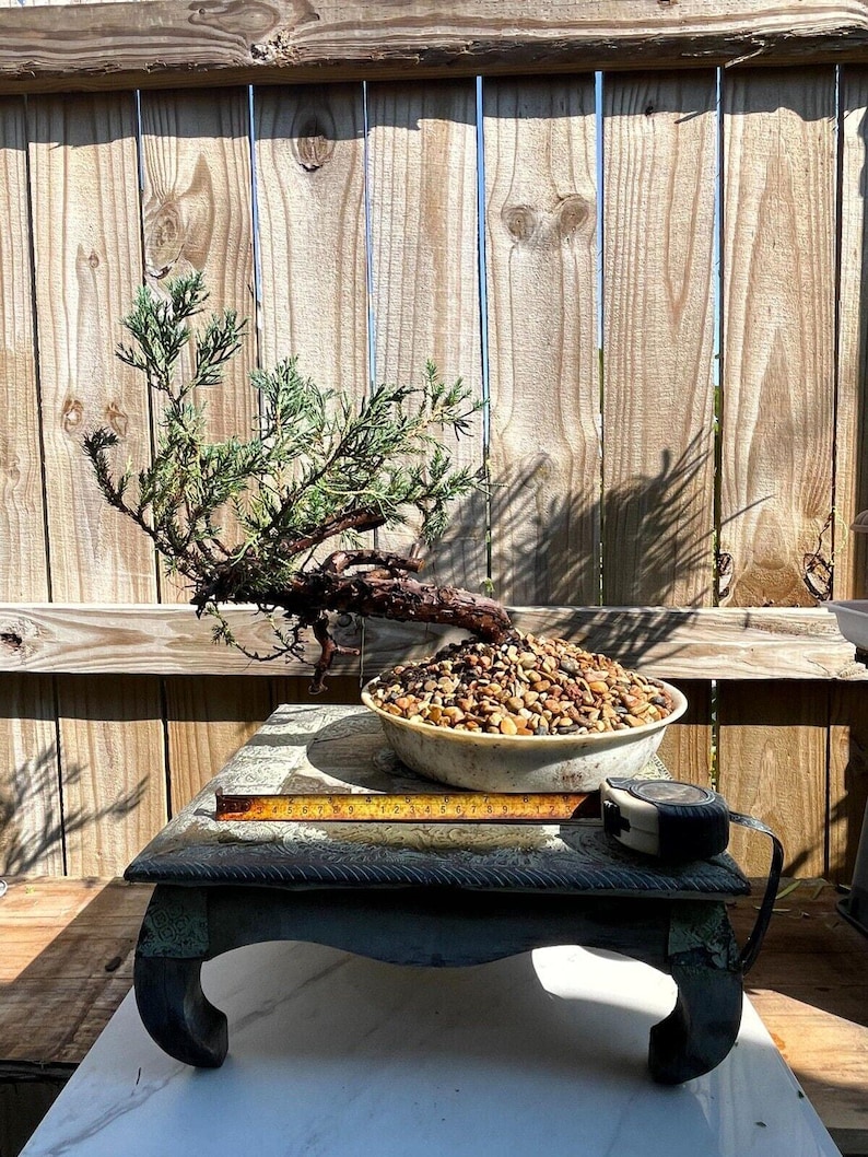 AWESOME! Juniperus Chinensis - Parsonii Juniper Pre-bonsai, 20 Year ...