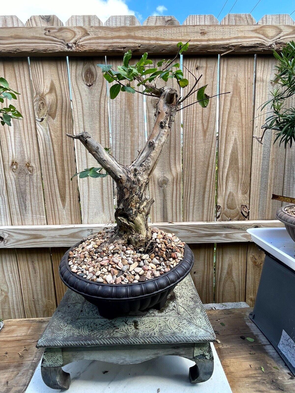 AWESOME! Mighty Crepe Myrtle Pre-bonsai, GREAT TRUNK - Etsy