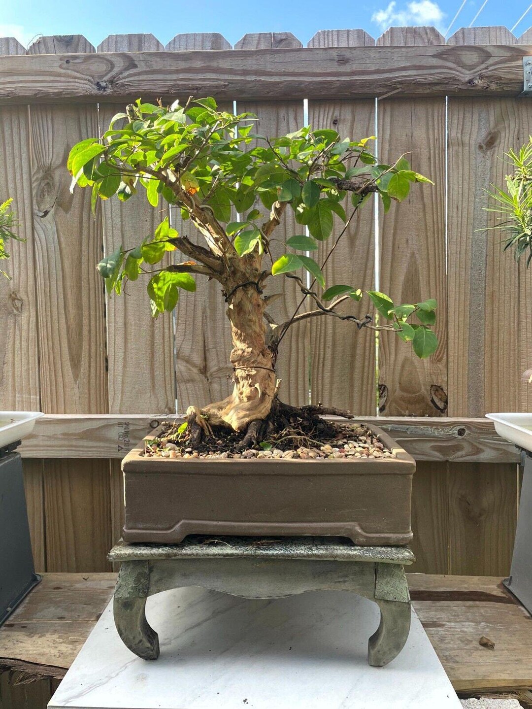 AWESOME!! Mighty Crepe Myrtle Pre-bonsai, GREAT TRUNK, 40 Years - Etsy