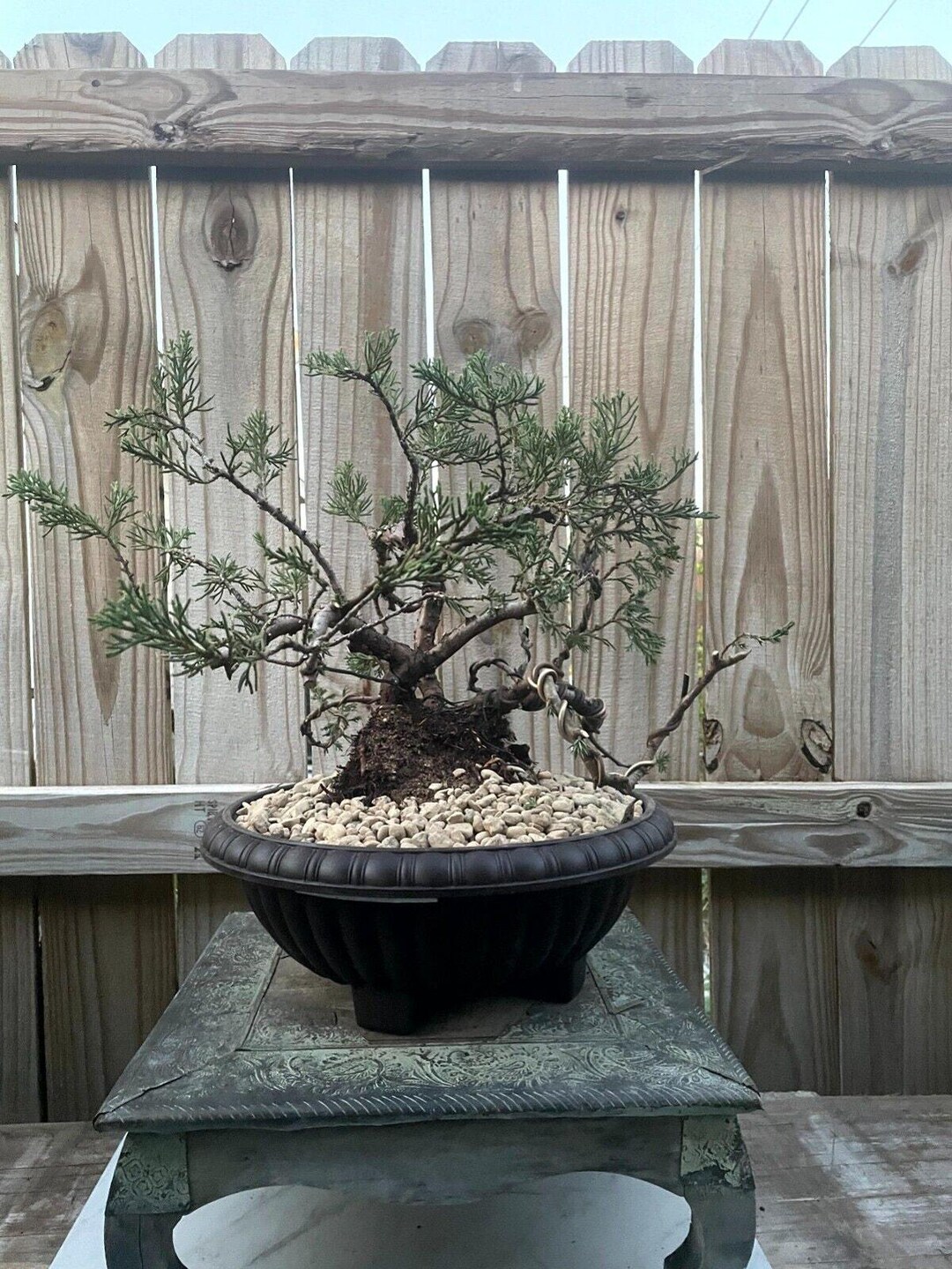 DEAL! Juniperus Chinensis - Parsonii Juniper Pre-bonsai, 20 Year, GREAT ...