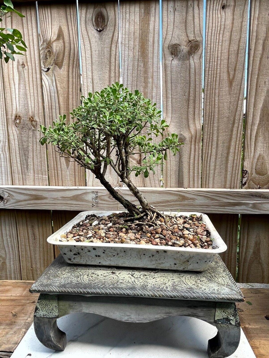AWESOME! Fantastic Texas Sage Pre-bonsai, 15 Years, Huge Trunk - Etsy