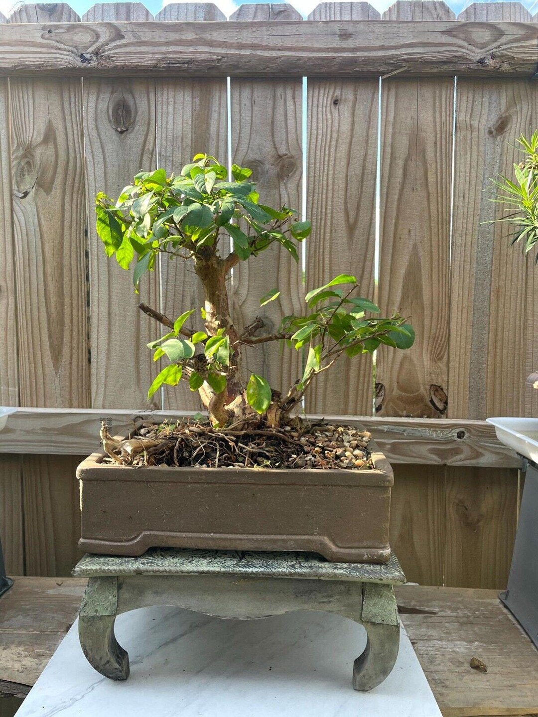 AWESOME!! Mighty Crepe Myrtle Pre-bonsai, GREAT TRUNK, 40 Years - Etsy