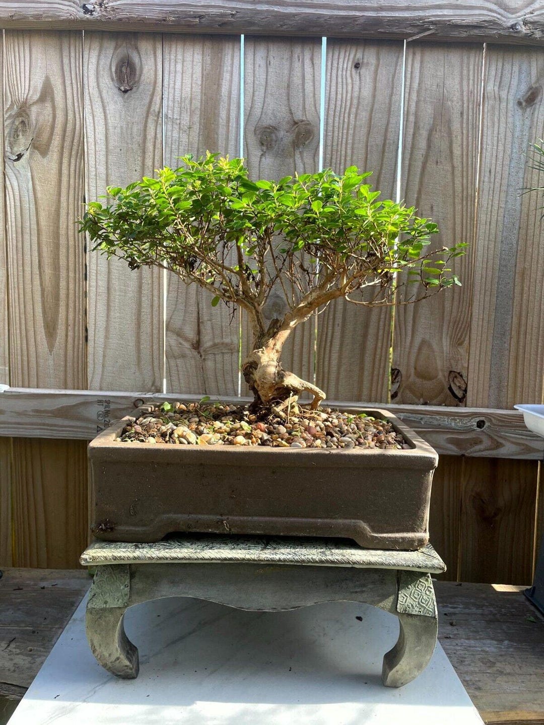 DEAL Mighty Crepe Myrtle Pre-bonsai, GREAT TRUNK, 30 Years - Etsy