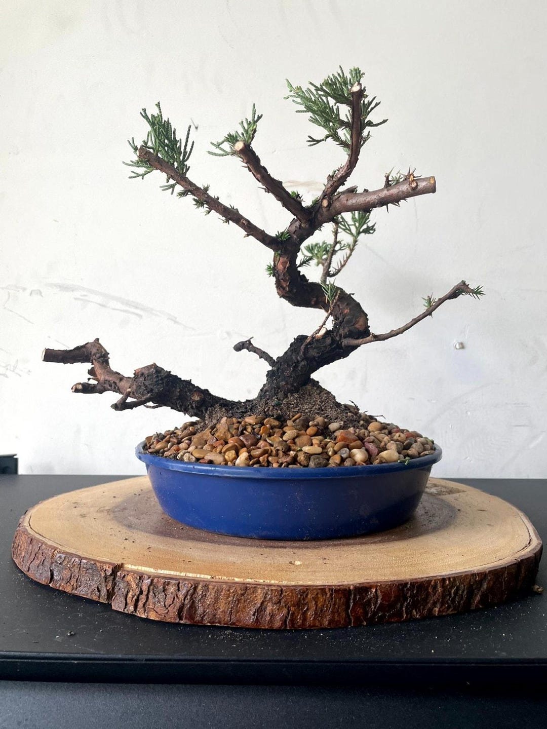 PREMIUM! Dragon Juniperus Chinensis - Parsonii Juniper, 20yrs, GREAT ...