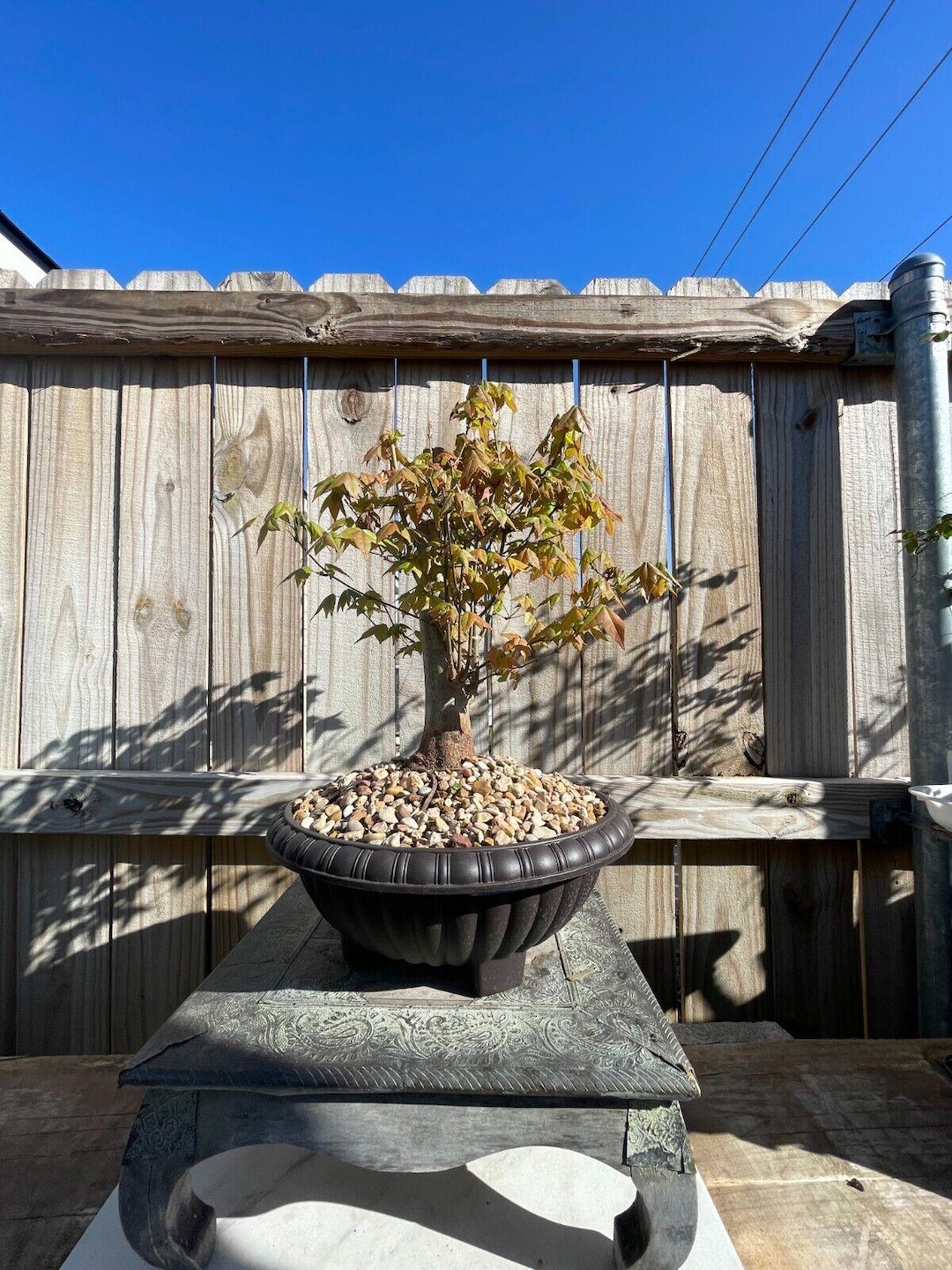 AWESOME!! Mighty Japanese TRIDENT MAPLE Pre-bonsai, Great Trunk, 30 ...