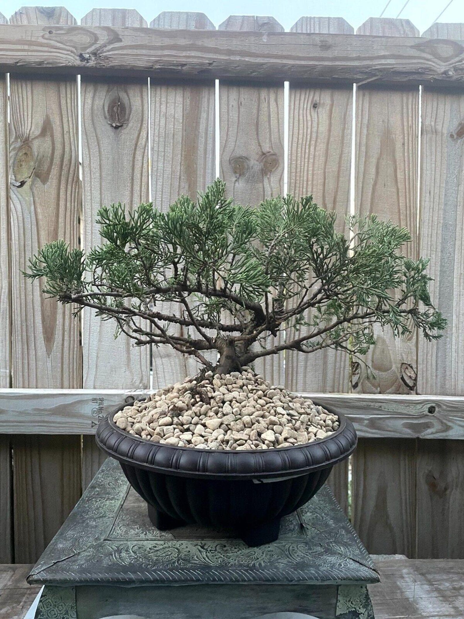 DEAL! Juniperus Chinensis - Parsonii Juniper Pre-bonsai, 20 Year, GREAT ...