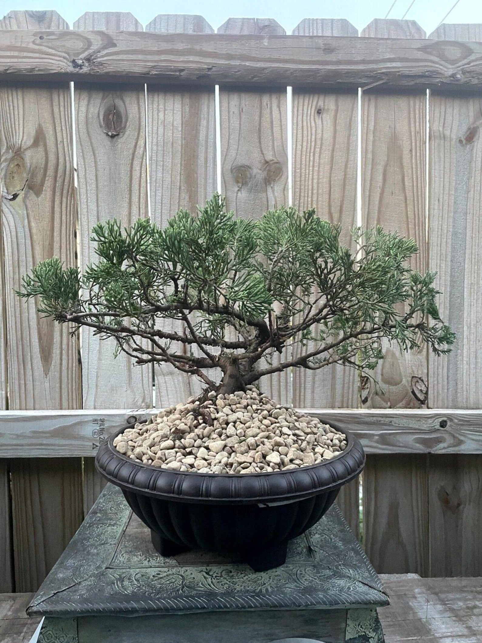 DEAL! Juniperus Chinensis - Parsonii Juniper Pre-bonsai, 20 Year, GREAT ...