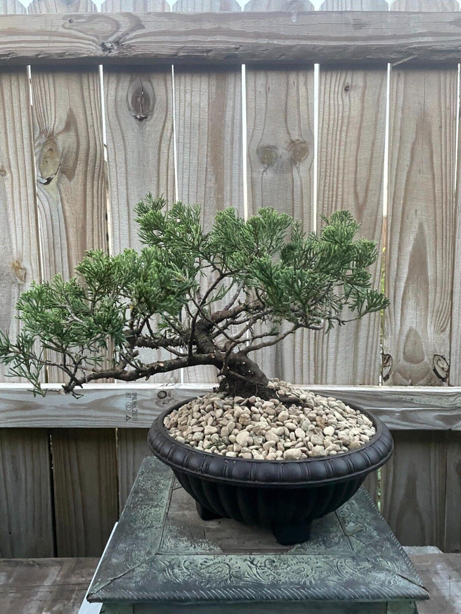 DEAL! Juniperus Chinensis - Parsonii Juniper Pre-bonsai, 20 Year, GREAT ...