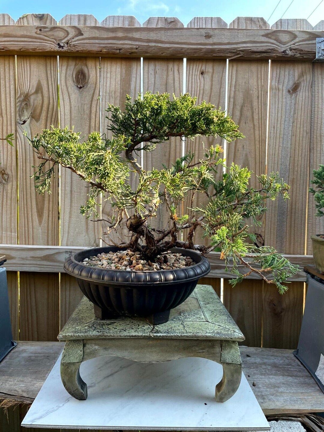 DEAL! Juniperus Chinensis - Parsonii Juniper Pre-bonsai, 20 Year, GREAT ...