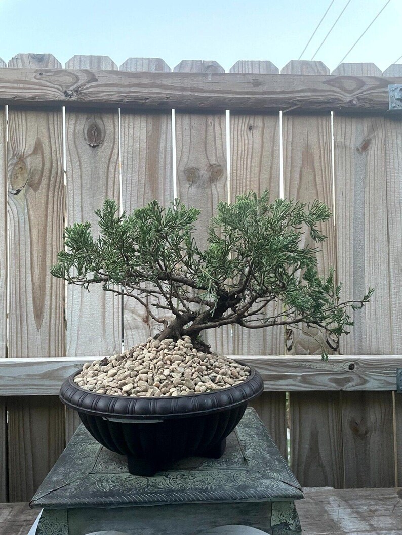 DEAL! Juniperus Chinensis - Parsonii Juniper Pre-bonsai, 20 Year, GREAT ...