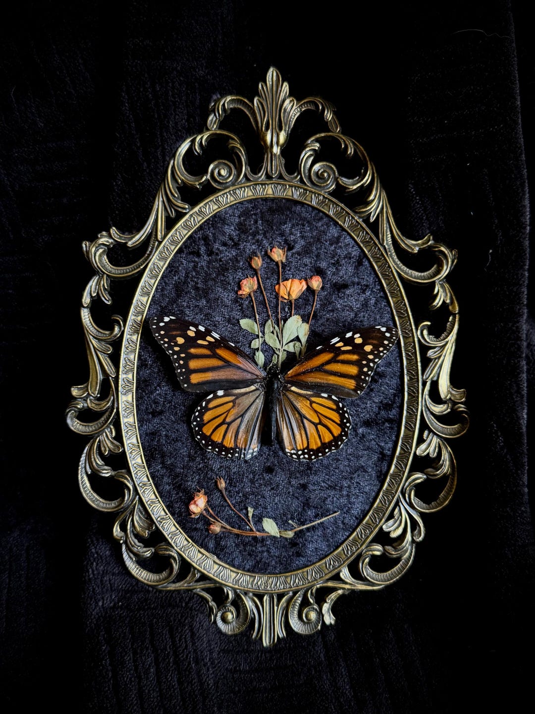 Preserved Monarch Butterfly - Etsy