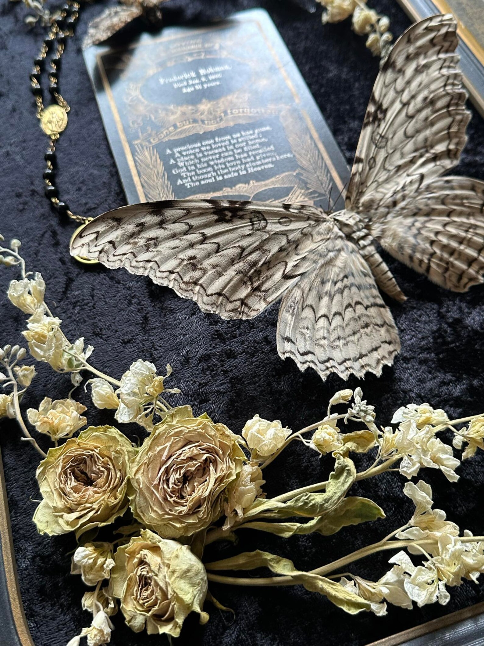 Taxidermied White Witch Moth & Sphinx Moth With Antique Rosery and ...