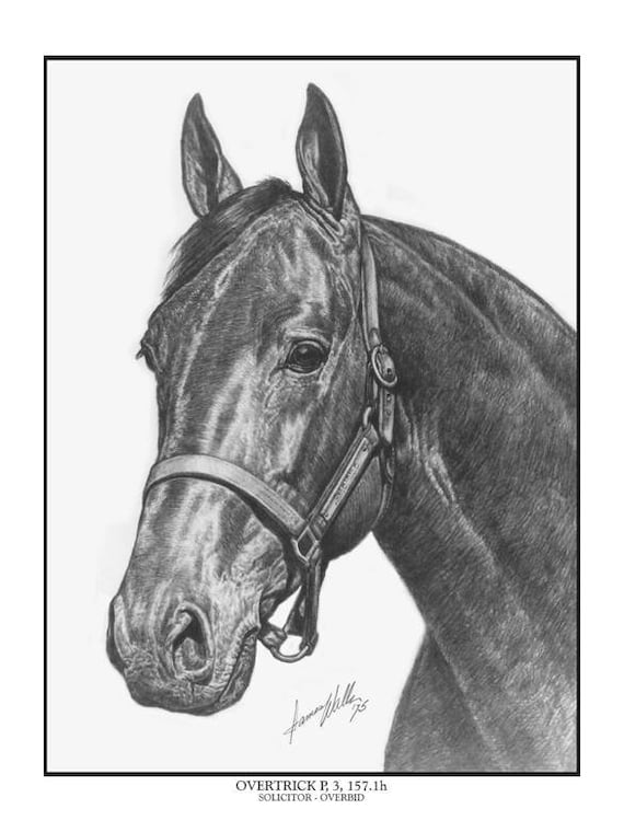 Black Standardbred