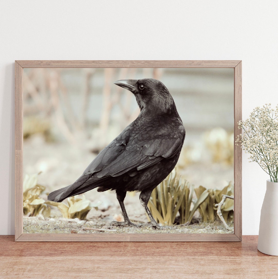 Raven Wall Art, Bird Photo, Bird Art, Gothic Photo, Raven Photo, Bird ...