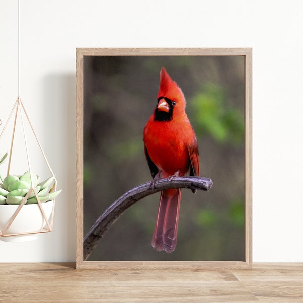 Cardinal Bird Print - Etsy
